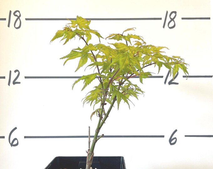 Japanese Maple 'aka Shigitatsu Sawa' Acer Palmatum Live Grafted Tree ...