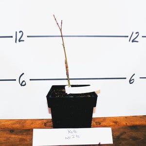 Japanese Maple 'koto No Ito' Acer Palmatum Live SEMI-DORMANT Grafted ...