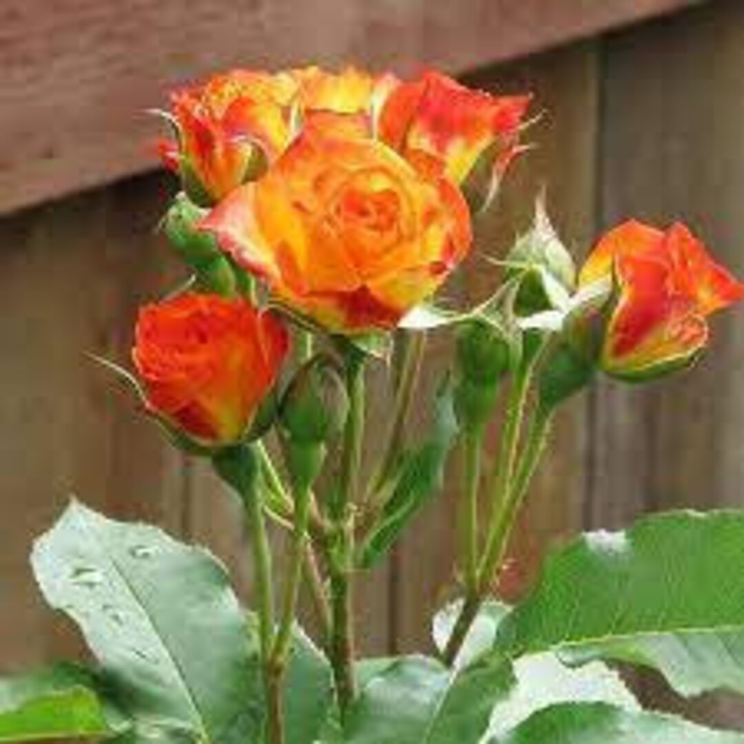 Climbing Rose 'pinata' Live Plant Perennial Shrub Yellow Red Orange ...