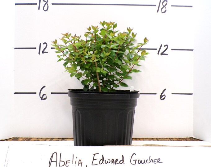Abelia X Grandiflora 'edward Goucher' Live Plant Flowering Shrub Pink ...