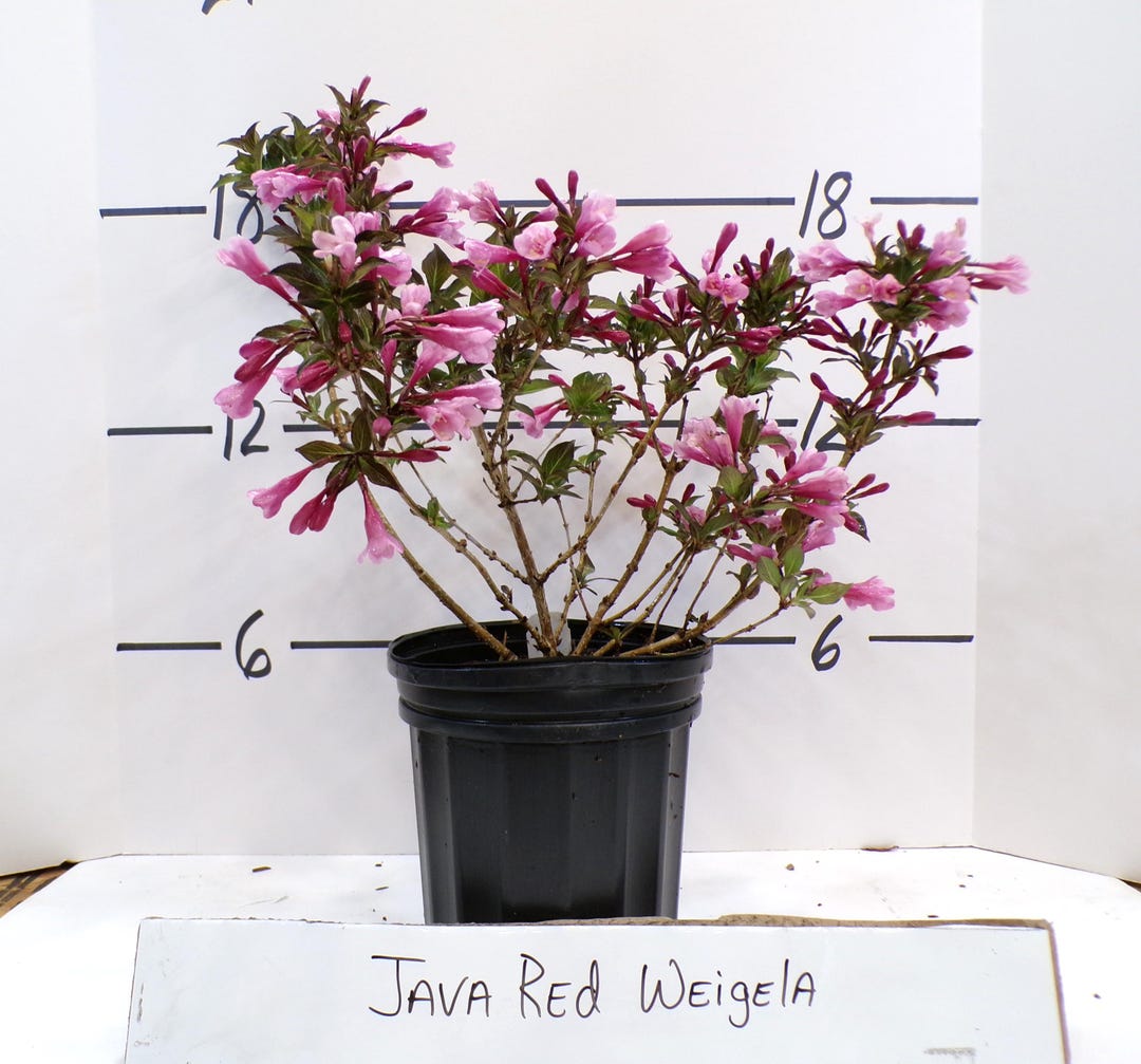 Weigela Florida 'java Red' Live Plant Flowering Shrub Purple/green ...