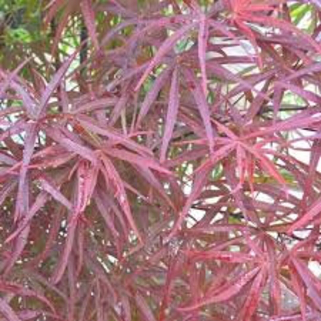 Atrolineare Japanese Maple Grafted Tree, Ribbonleaf Red Leaves ...