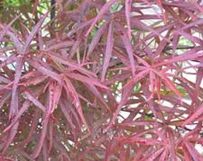 Japanese Maple 'atrolineare' Acer Palmatum Live Grafted Tree Ribbonleaf ...