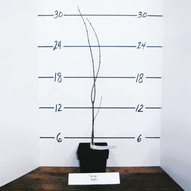 Japanese Coral - Etsy