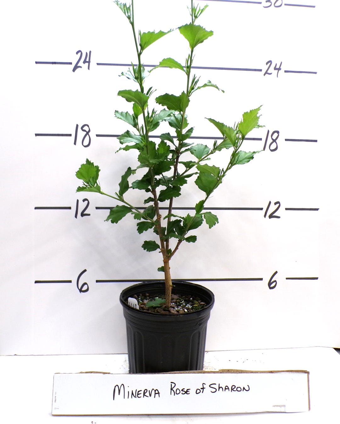 Hibiscus Syriacus 'minerva' Althea Rose of Sharon Live Plant Flowering ...