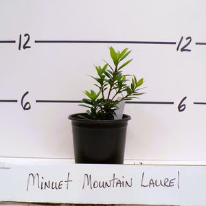 Mountain Laurel 'minuet' Kalmia Latifolia Live Plant Evergreen Shrub ...