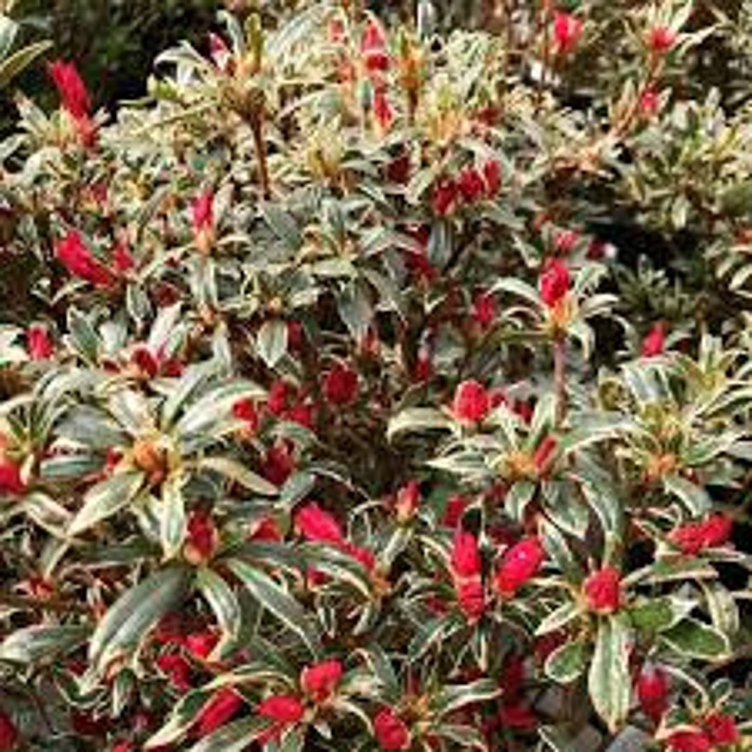 Azalea 'silver Sword' Variegated Evergreen Live Plant Flowering Shrub ...