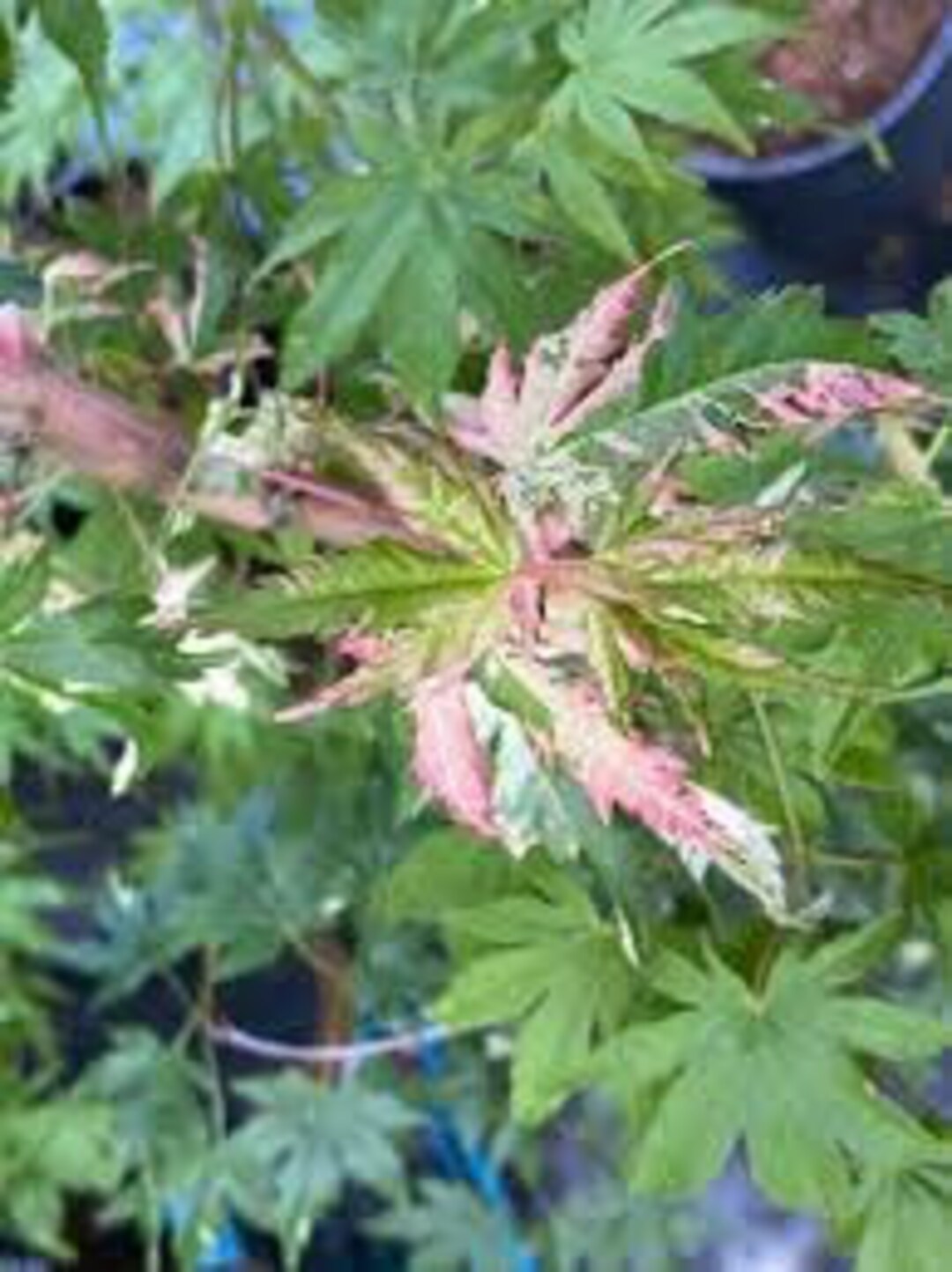 Japanese Maple 'uzen Nishiki' Acer Palmatum Live Grafted Rare Tree ...