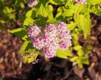 GOLD MOUND SPIREA, Bright Gold Small Shrub, Live Plant Spiraea Japonica ...