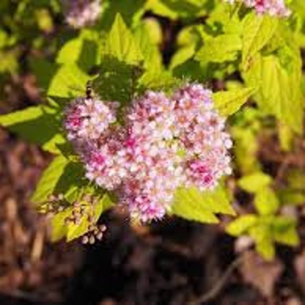 Gold Mound Spirea - Etsy