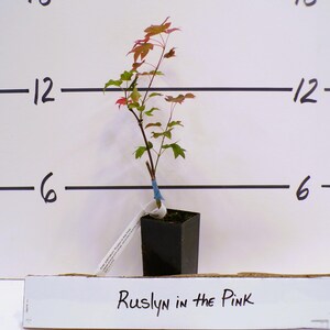 Japanese Maple 'ruslyn in the Pink' Acer Palmatum Live Tree Grafted ...
