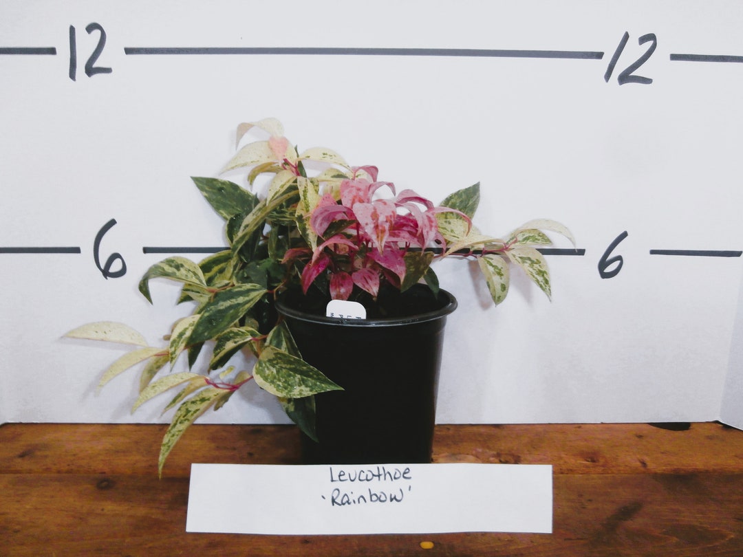 Drooping Leucothoe Fontanesiana 'rainbow' Live Plant *DORMANT ...