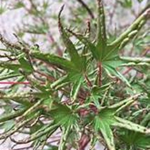 Japanese Maple 'okushimo' Acer Palmatum Live Grafted Tree Unique Cupped ...