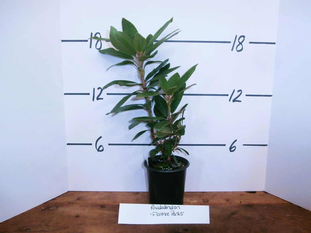 Rhododendron 'florence Parks' Live Plant Broadleaf Evergreen Shrub Dark ...