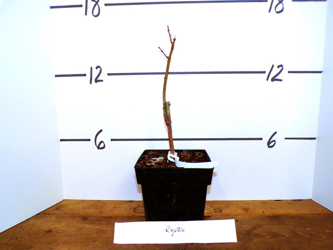 Japanese Maple 'ryuzu' Acer Palmatum Live DORMANT Grafted Tree Dragons ...