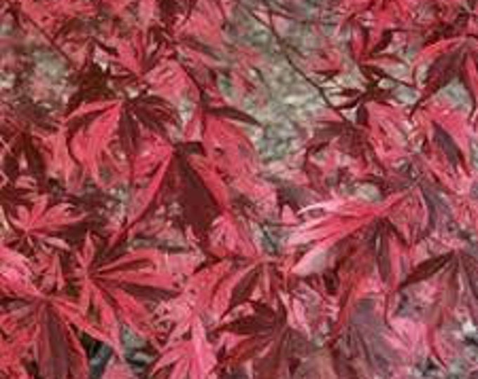 Japanese Maple 'rainbow' Acer Palmatum Live Grafted Tree Variegated ...