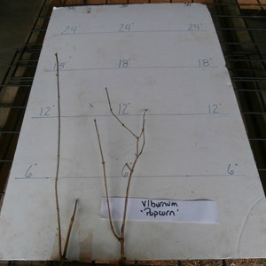 Viburnum Plicatum 'popcorn' Live Plant Perennial Shrub White Snowball ...