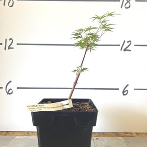 Japanese Maple 'okushimo' Acer Palmatum Live Grafted Tree Unique Cupped ...