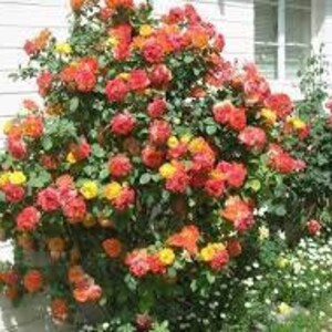 Climbing Rose 'pinata' Live Plant Perennial Shrub Yellow Red Orange ...