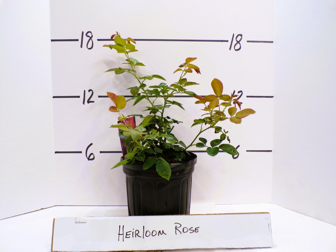 Rose 'heirloom' Rosa Live Plant Hybrid Tea Rose Lilac/lavender Fragrant ...