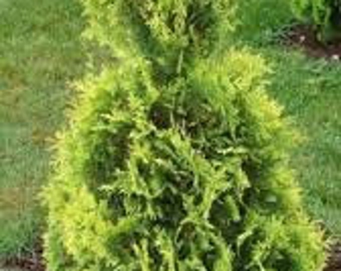3 yellow Ribbon Thuja Occidentalis Arborvitae Live - Etsy