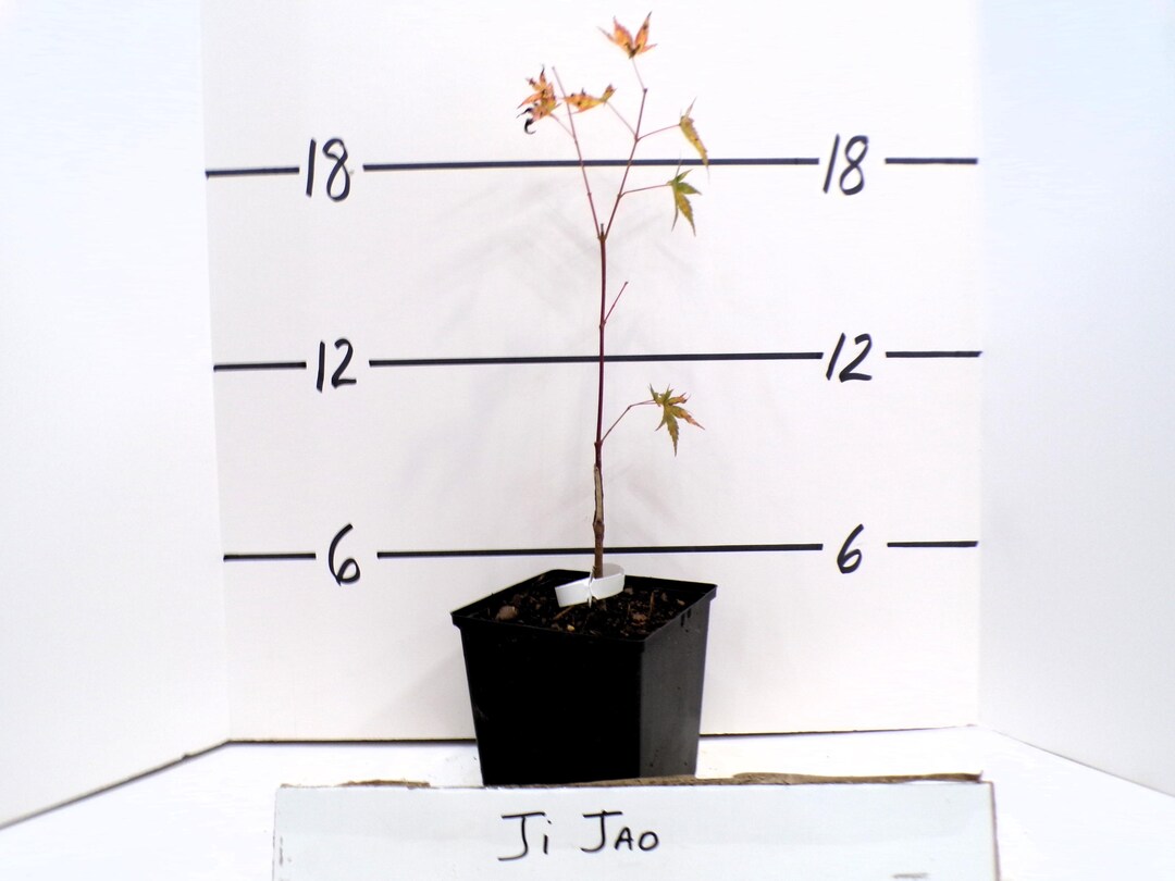 Japanese Maple 'ji Jiao' Acer Palmatum *SEMI-DORMANT* Live Grafted Tree ...