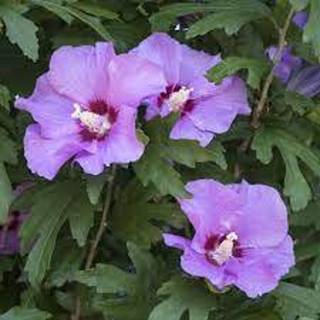 Hibiscus Syriacus 'minerva' Althea Rose of Sharon Live Plant Flowering ...