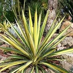 Yucca Filamentosa 'color Guard' Live Evergreen Plant Variegated Yellow ...