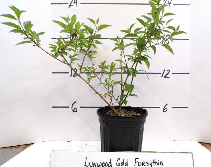 Forsythia X Intermedia 'lynwood Gold' Live Plant Flowering Shrub Bright ...