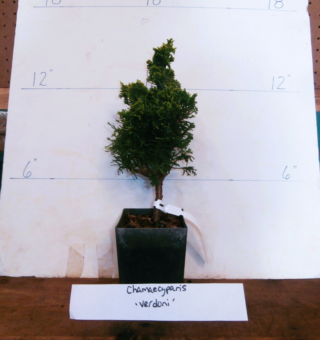 Dwarf Hinoki Cypress 'verdoni' Chamaecyparis Obtusa Live Plant ...