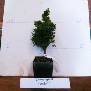 Dwarf Hinoki Cypress 'verdoni' Chamaecyparis Obtusa Live Plant *DORMANT ...