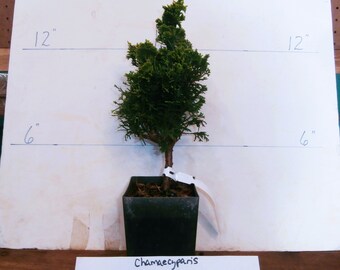 Rare Dwarf Chamaecyparis Obtusa nana Lutea Hinoki Cypress, Yellow and ...