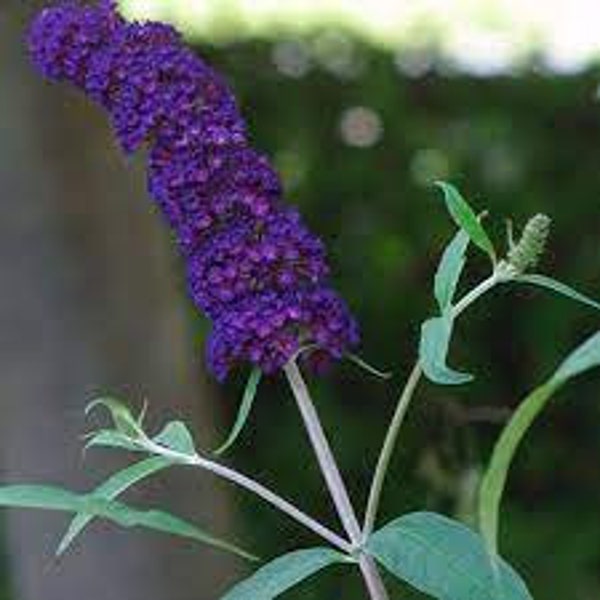 Black Knight Butterfly Bush - Etsy