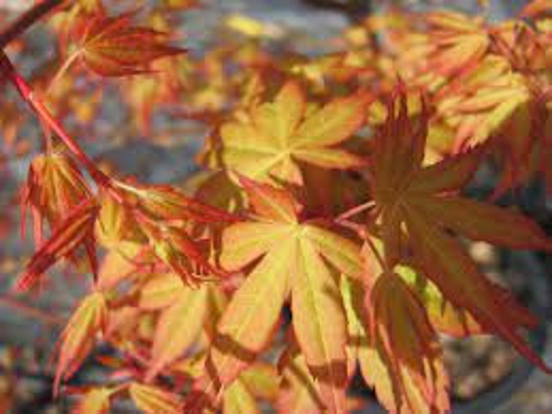 Japanese Maple 'ueno Yama' Acer Palmatum Live Grafted Rare Tree Red ...