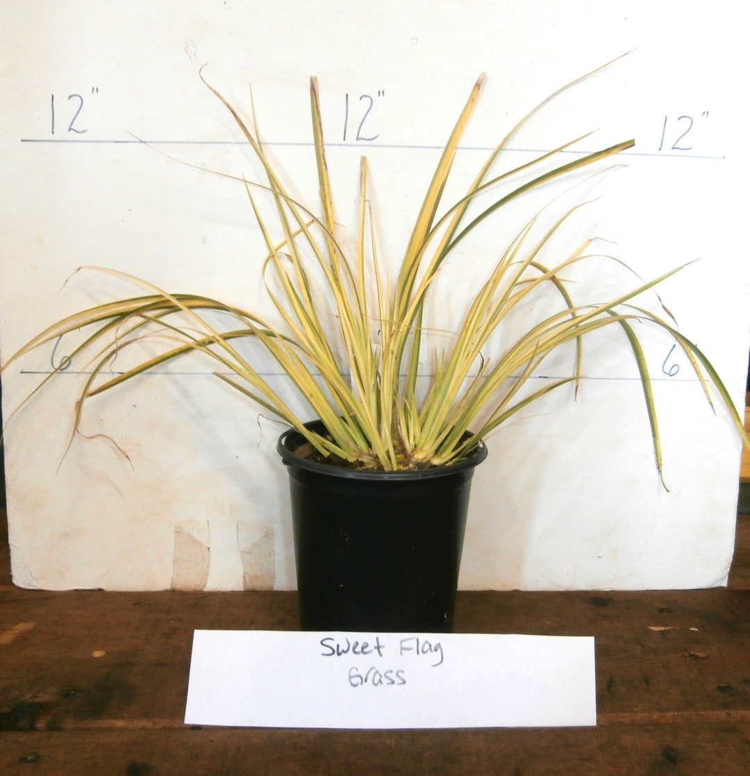 Sweet Flag Grass 'oborozuki' Acorus Gramineus Live Plant Yellow Striped ...