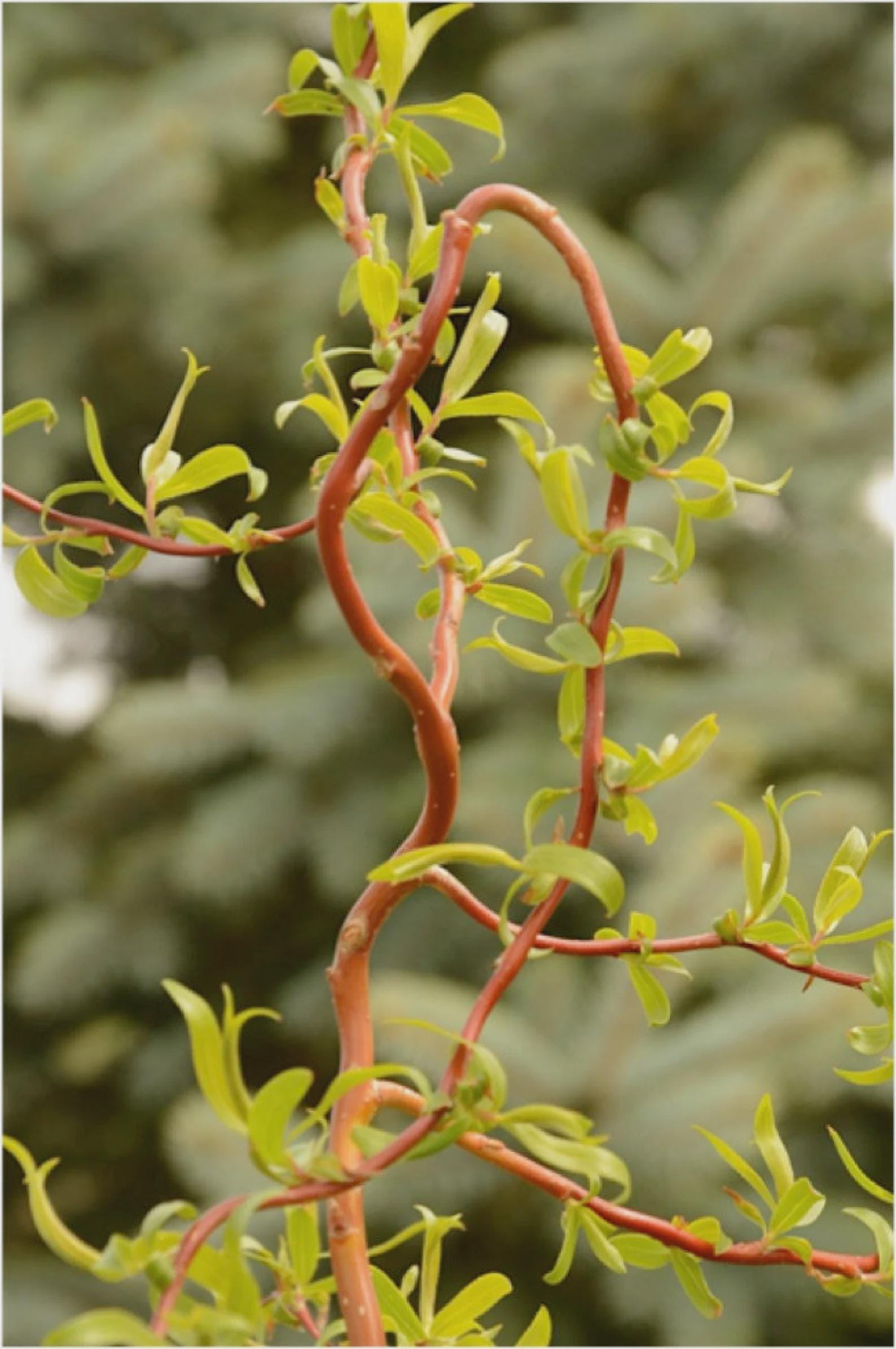Willow 'scarlet Curls' Salix Matsudana Live Plant Wavy Branches Curly ...