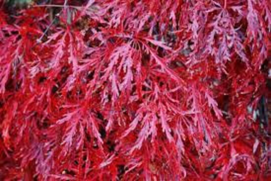 Japanese Maple 'garnet' Acer Palmatum Dissectum Live Grafted Tree ...
