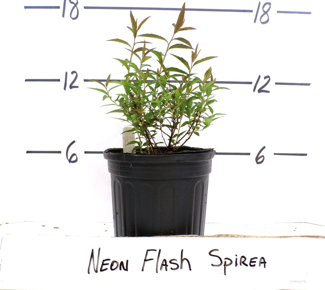 Spirea 'neon Flash' Spiraea Japonica Live Plant Perennial Flowering ...
