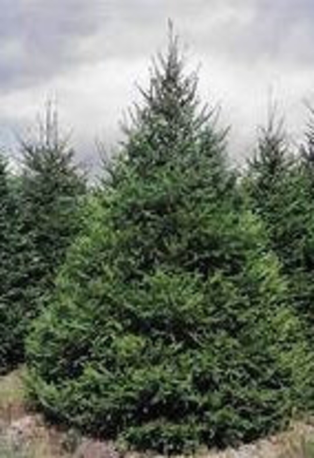 Norway Spruce Picea Abies Live Plant Evergreen Fast Growing Conifer ...