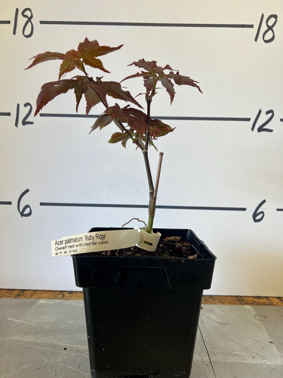 Japanese Maple 'ruby Ridge' Acer Palmatum Live Grafted Tree Red to ...