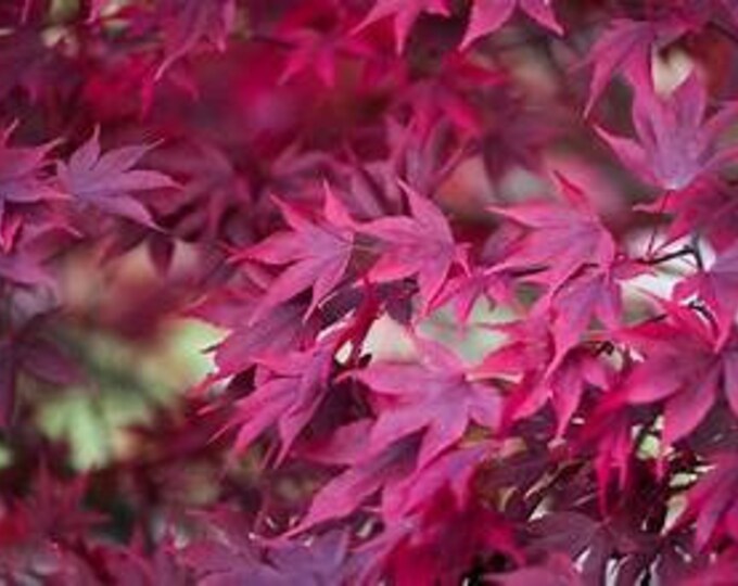 Japanese Maple 'fireglow' Acer Palmatum Live Grafted Tree Brilliant Red ...