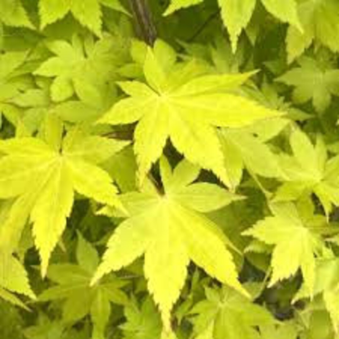 Japanese Maple 'summer Gold' Acer Palmatum Live Grafted Tree Sun ...