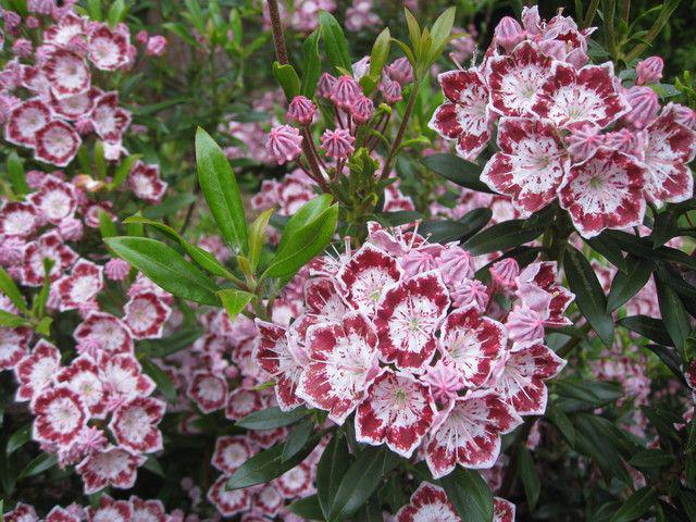 Mountain Laurel 'minuet' Kalmia Latifolia Live Plant Evergreen Shrub ...