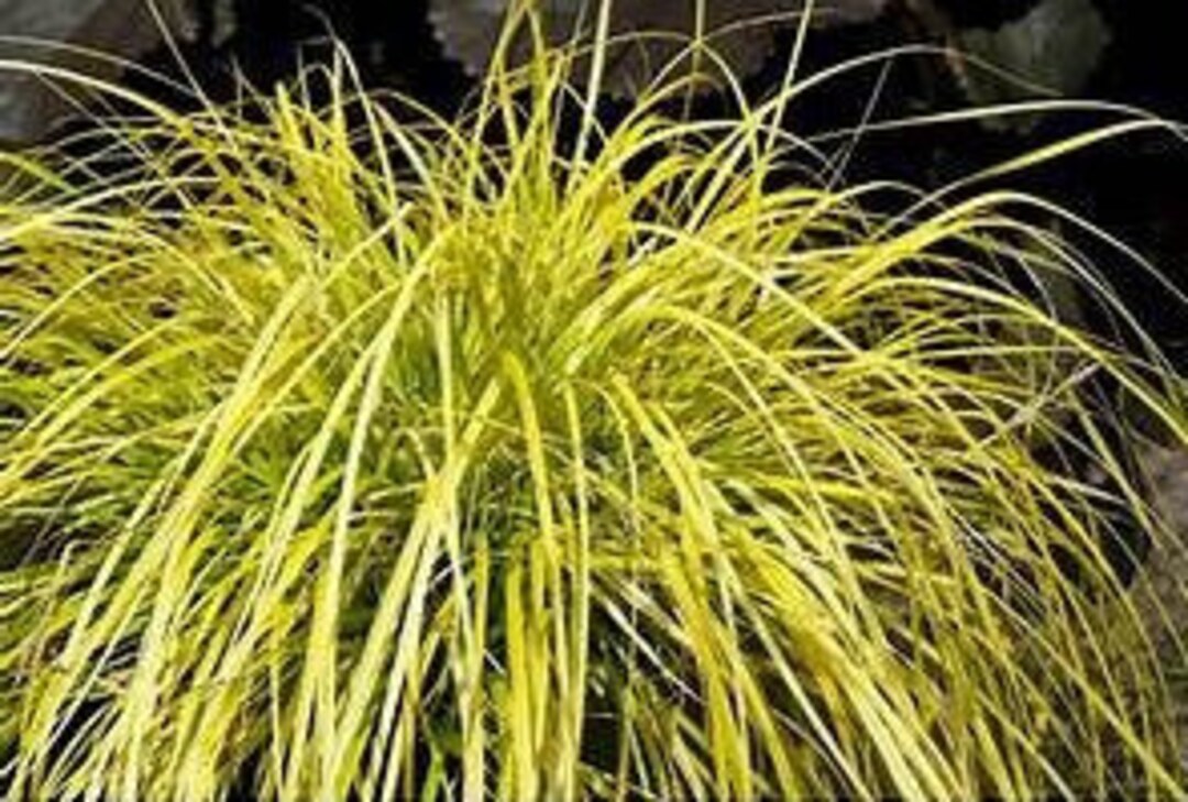 Carex Oshimensis 'everillo' Sedge Grass Live Plant Perennial Shade ...