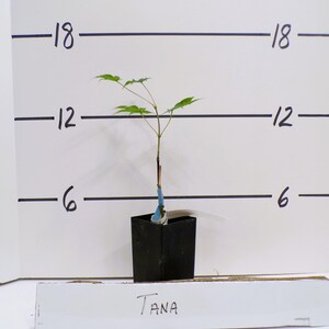 Japanese Maple 'tana' Acer Palmatum Live Grafted Tree Rare Reddish ...