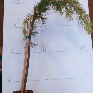 Cedrus Deodara 'deep Cove' Himalayan Cedar Live Plant Dwarf Conifer ...