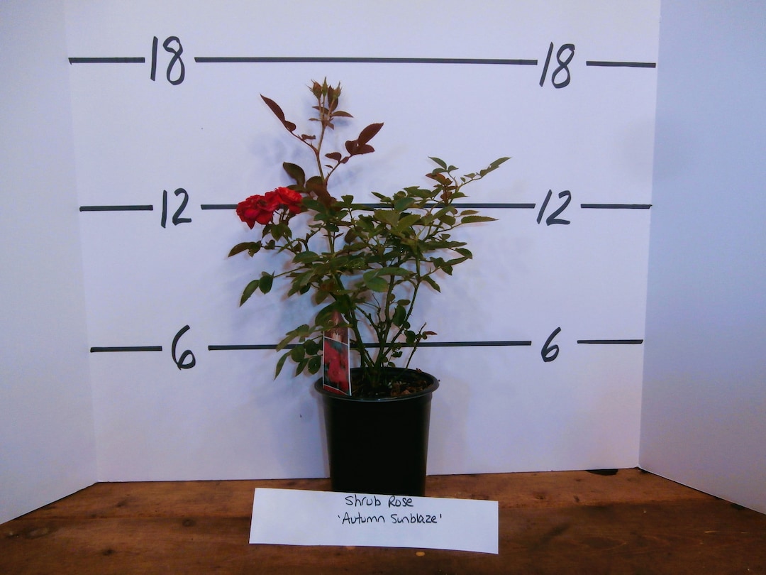 Miniature Rose 'autumn Sunblaze' Rosa Meiferjac Live Plant *SEMI ...