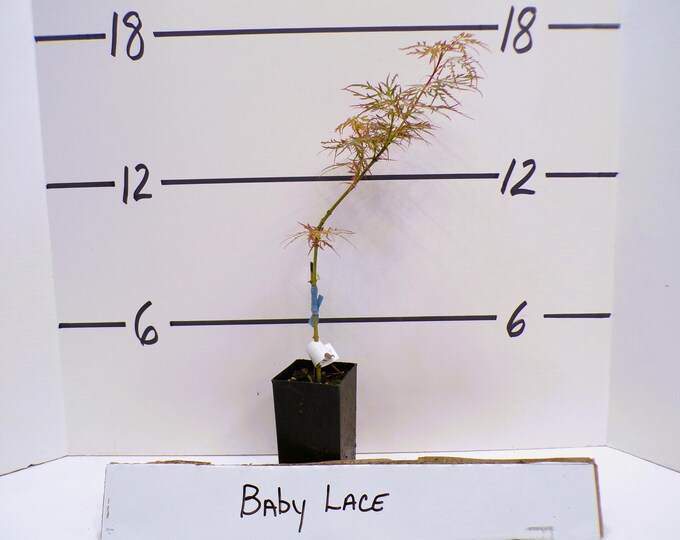Japanese Maple 'baby Lace' Acer Palmatum Dissectum Live Grafted Tree ...