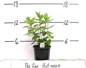 Pee Gee Hydrangea Paniculata Live Plant Perennial Shrub - Etsy
