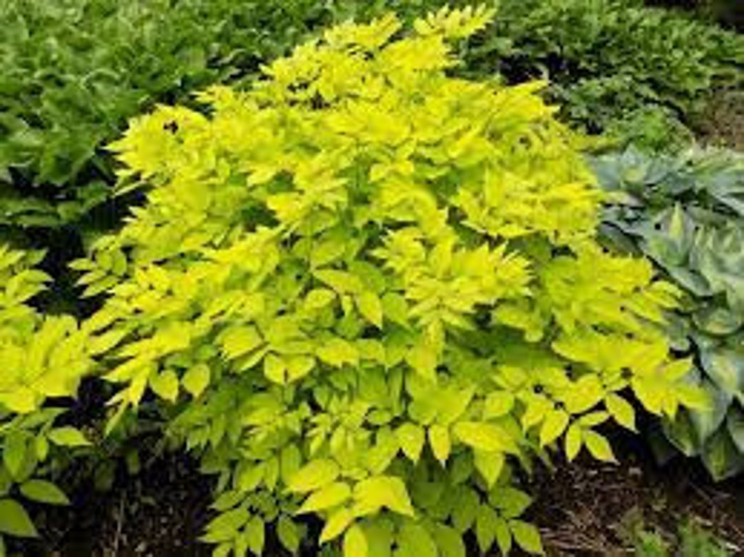 Japanese Spikenard 'sun King' Live Plant Perennial Gold Leaves Shade ...